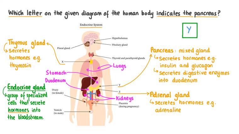 Lesson: The Pancreas | Nagwa