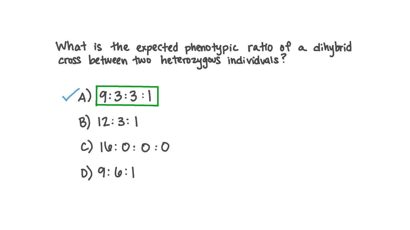 ion Video Determining Phenotypic Ratios From A Cross Between Two