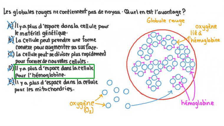 Leçon : Composants du sang | Nagwa