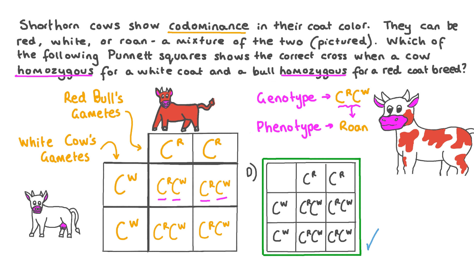 Codominance Punnett Square Examples Pic cheerio