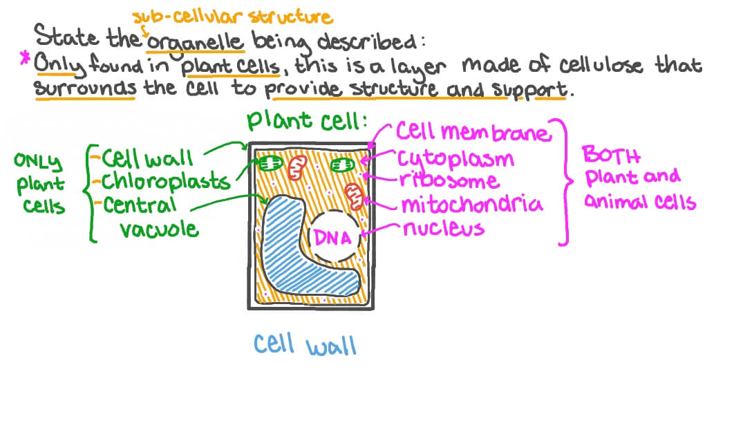 Question Video Determining The Organelle That Surrounds The Plant Cell